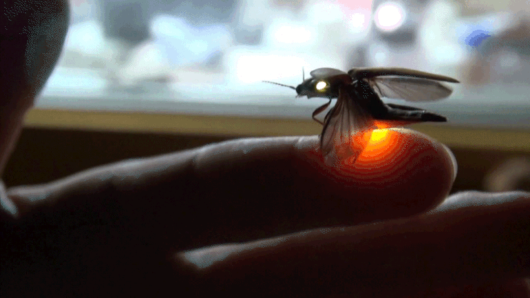 蛍（ホタル）以外で光る虫6選！日本に生息する種類も！ | Life is Beautiful